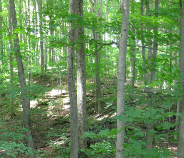 This Season at Baltimore Woods… – Welcome to Baltimore Woods Nature ...