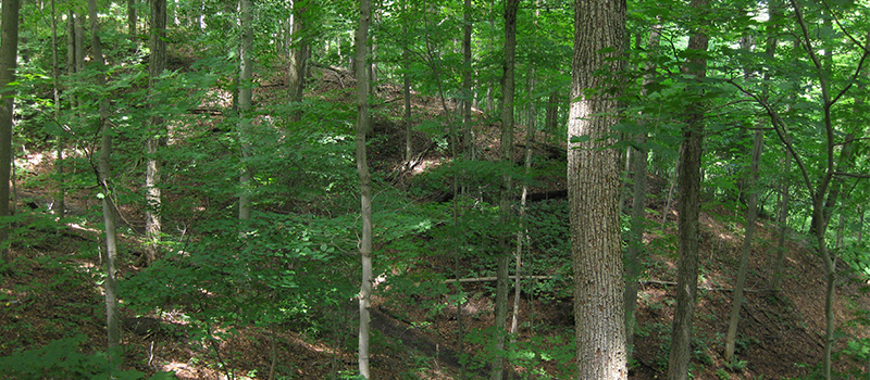 Welcome to Baltimore Woods Nature Center | Nature in Your Hands ...