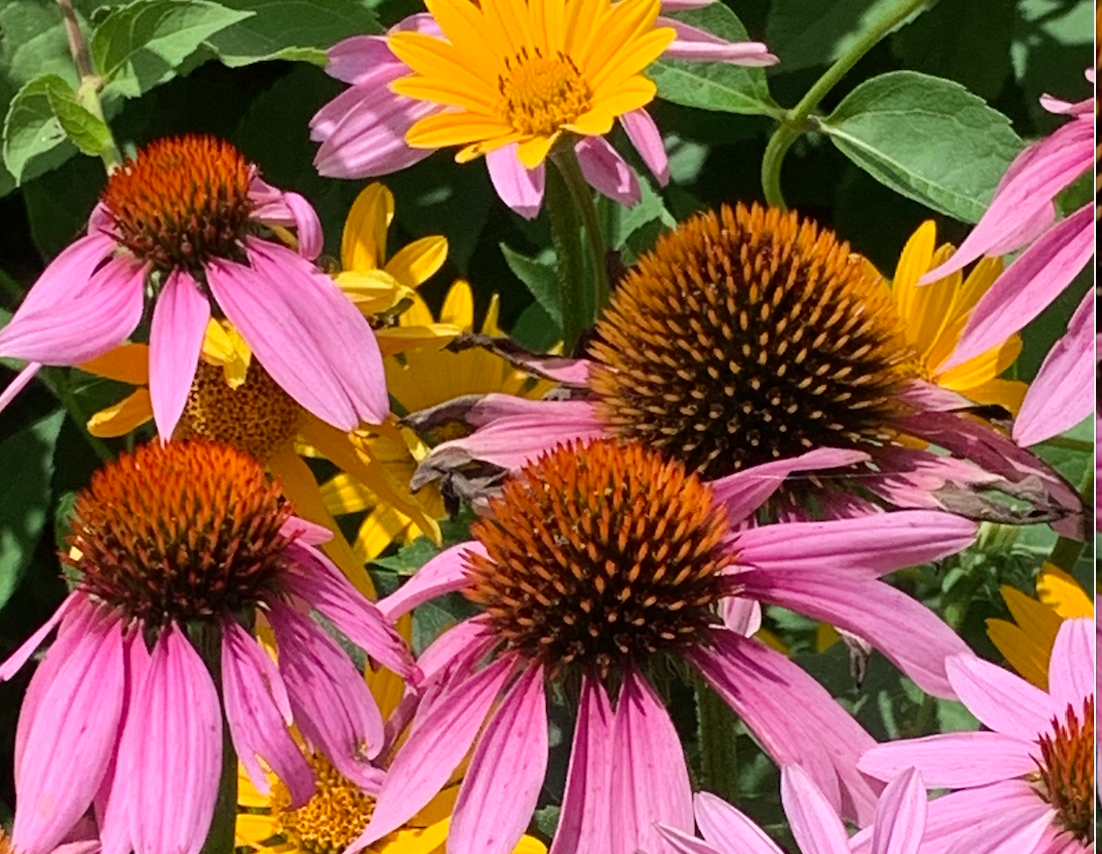 Fall Native Plant Sale – Welcome to Baltimore Woods Nature Center ...