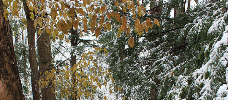 How Winter Trees Work – Welcome to Baltimore Woods Nature Center ...