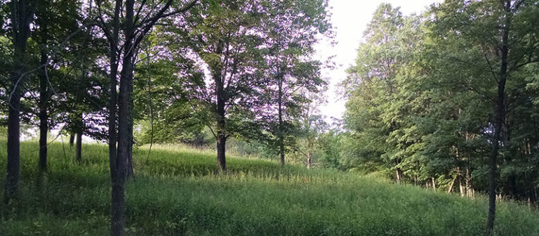 Welcome to Baltimore Woods Nature Center | Nature in Your Hands ...