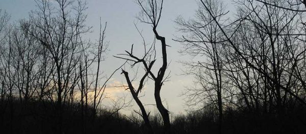 Sketching the Skeletons of Trees – Welcome to Baltimore Woods Nature ...
