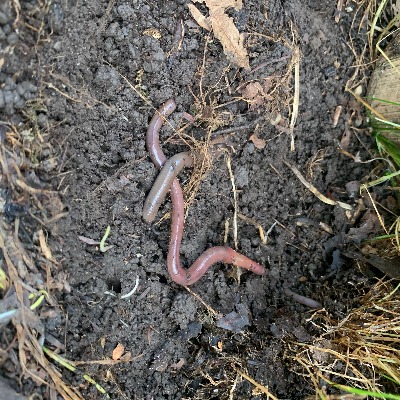 The Naturalist’s Blog – Welcome to Baltimore Woods Nature Center ...