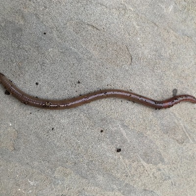 The Naturalist’s Blog – Welcome to Baltimore Woods Nature Center ...