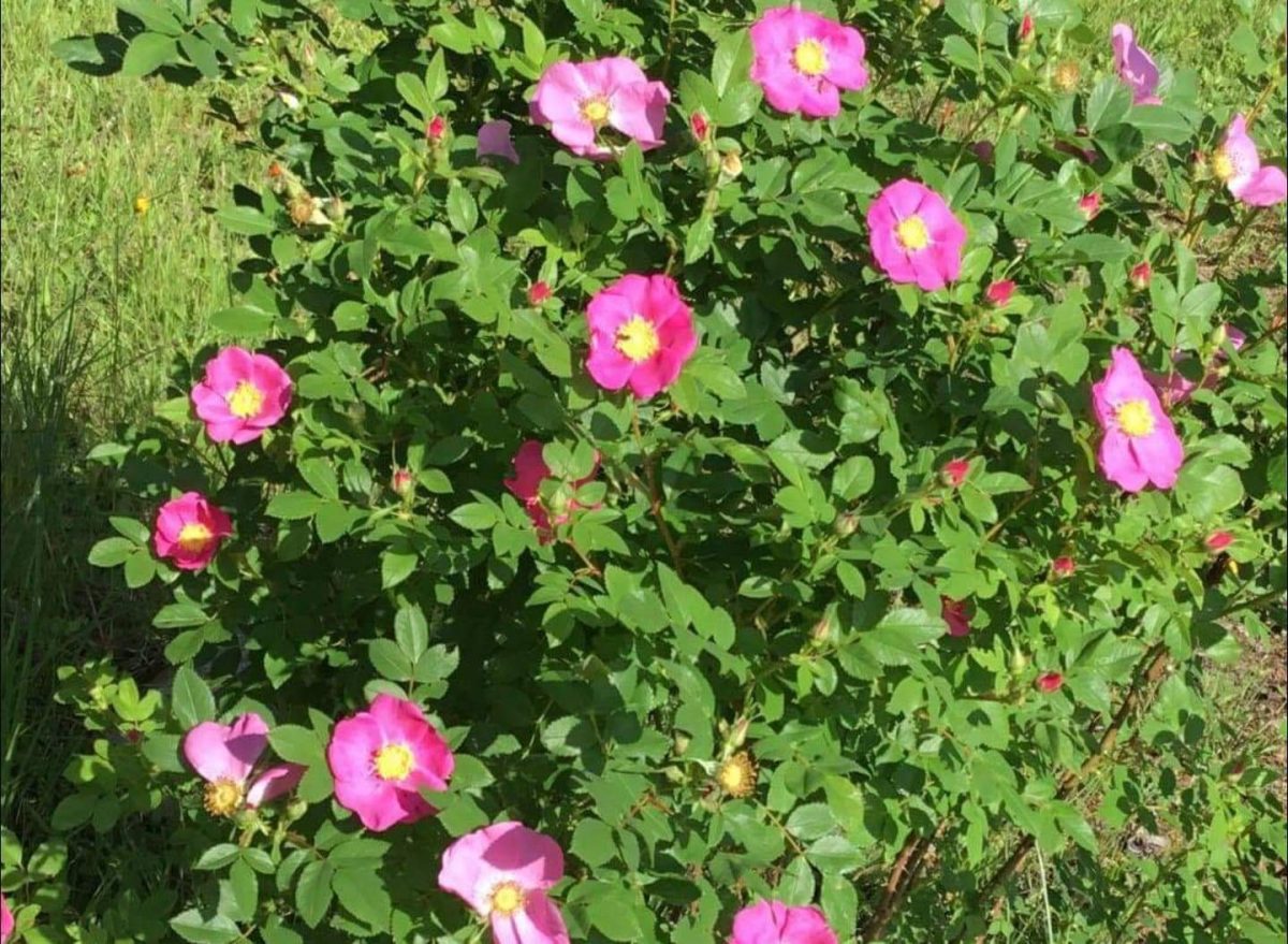 2025 Native Plant Sale – Welcome to Baltimore Woods Nature Center ...